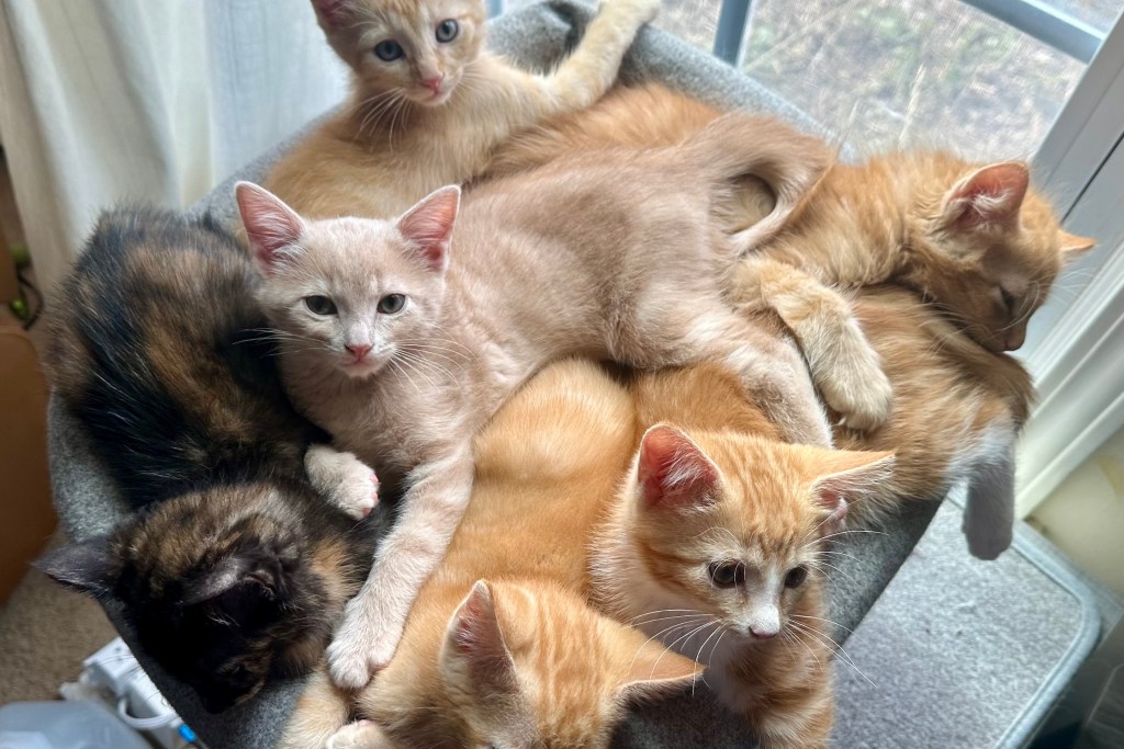 Jenn Lyons | Novels, stories and random musings.